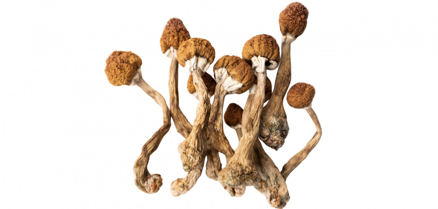 Vibew shey onlyfans leaks it was simple to schedule Jesse